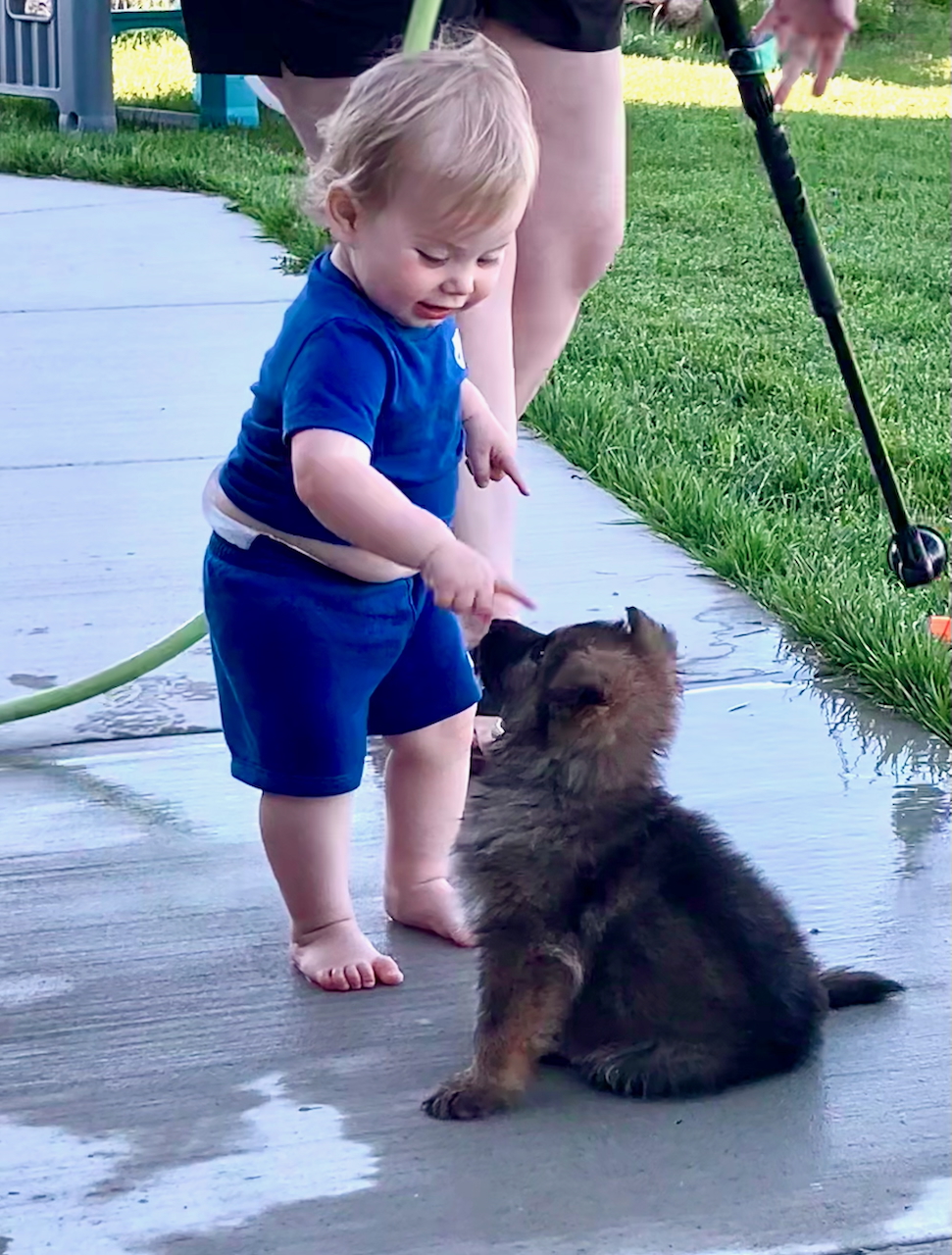 PUPPIES COMING NOVEMBER, 2025